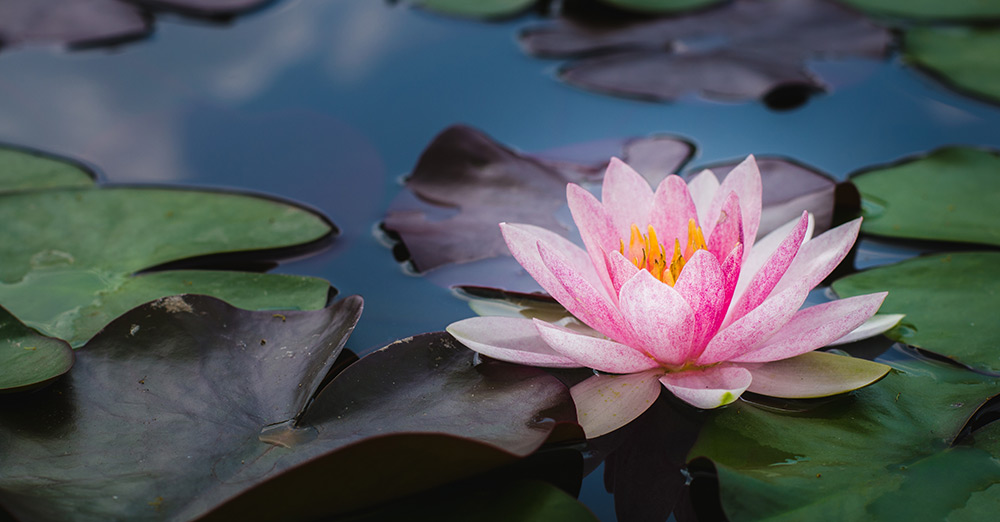 lotus – Pundarika UK